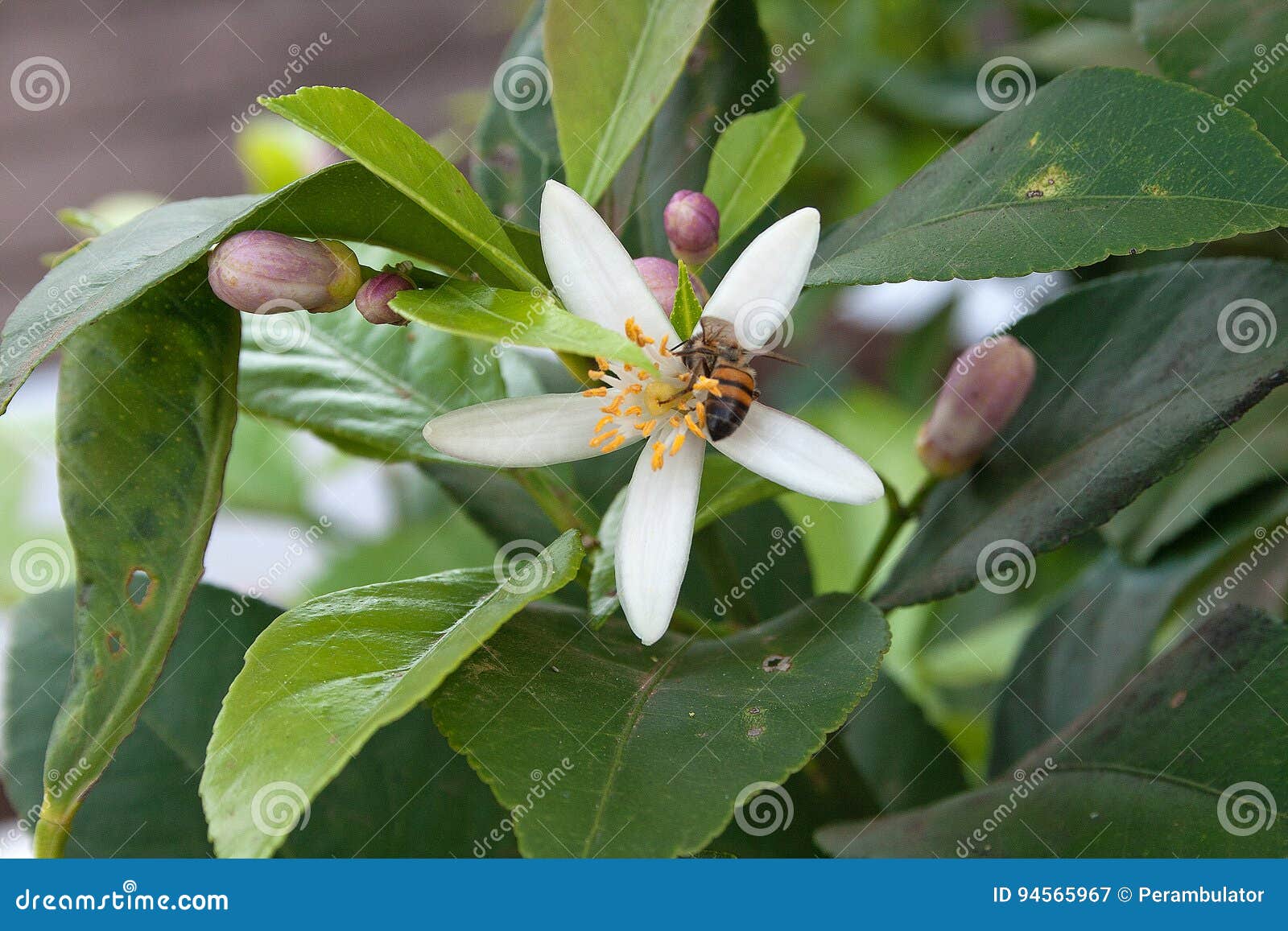 APE SUL FIORE DEL LIMONE immagine stock. Immagine di fiore - 94565967