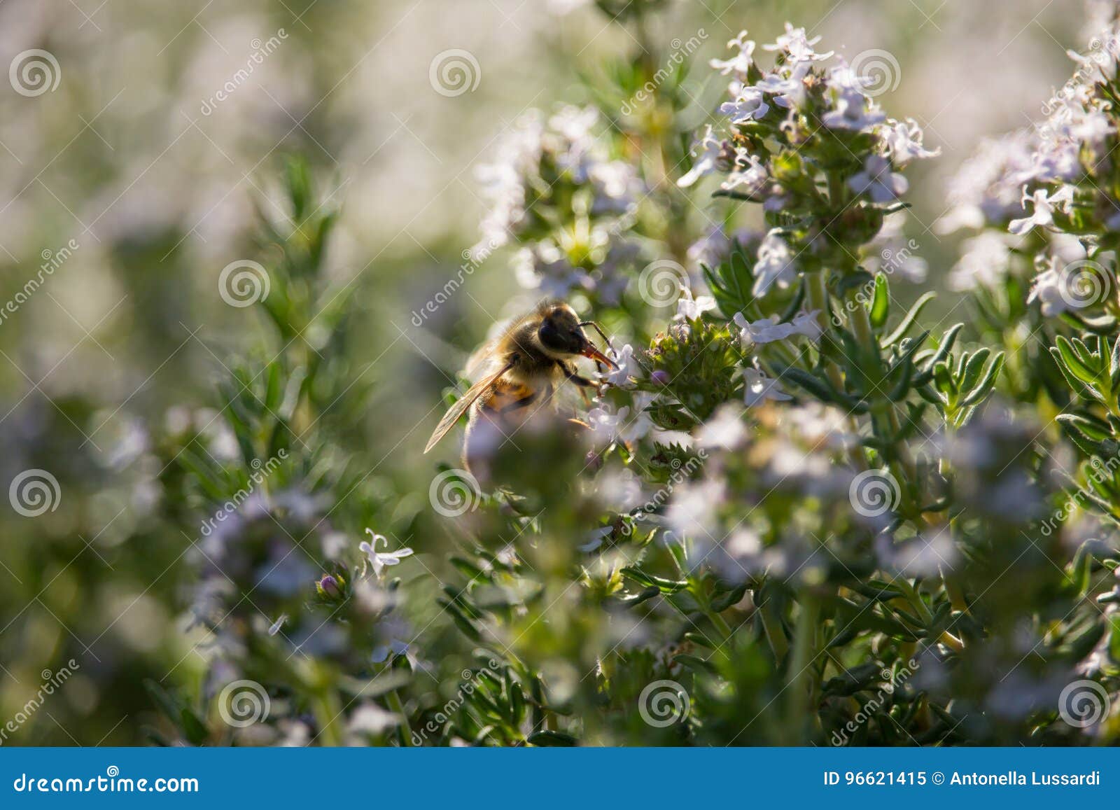 Ape sul fiore del timo immagine stock. Immagine di nave - 96621415