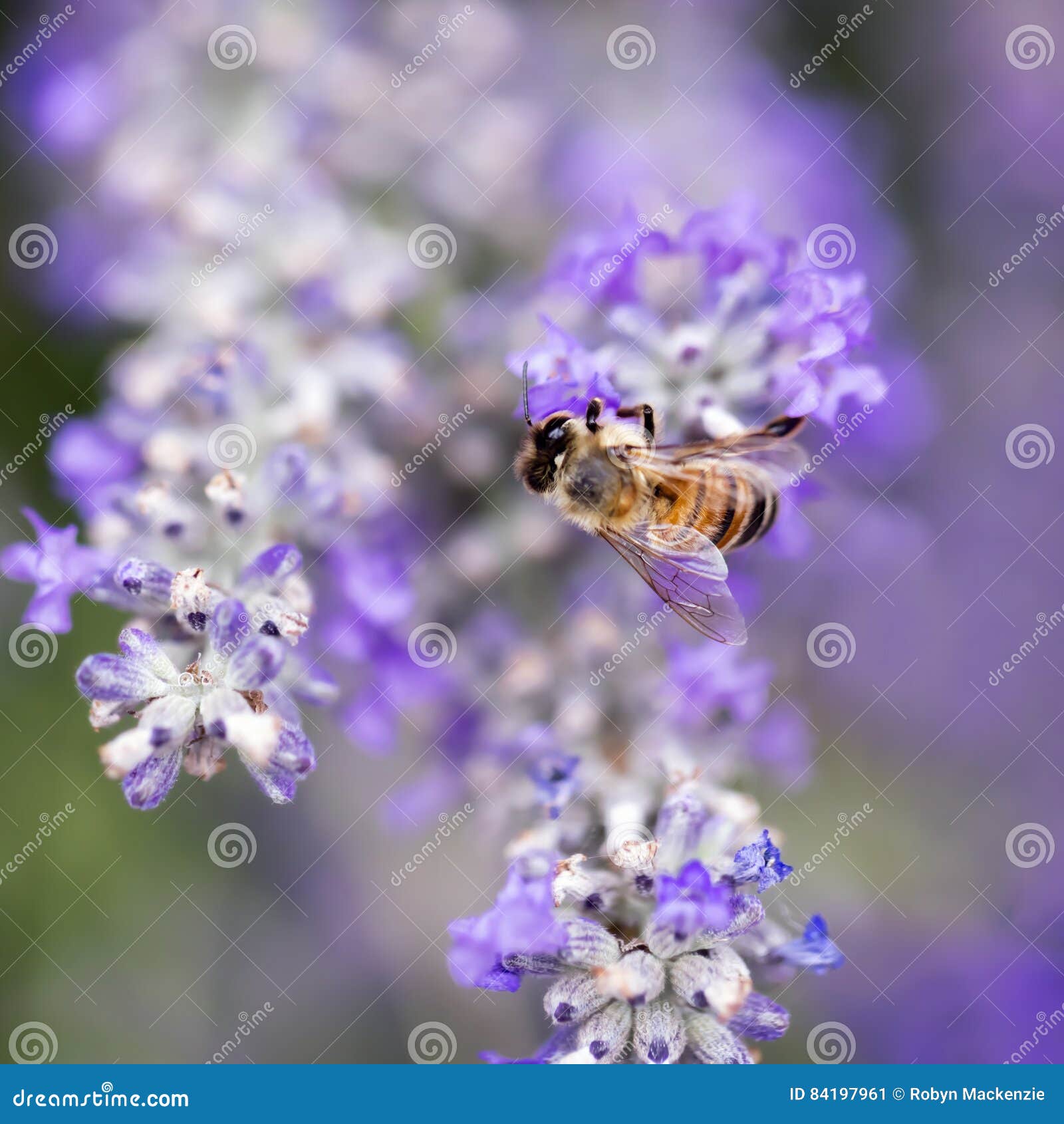 Ape Sul Fuoco Molle Della Lavanda Immagine Stock - Immagine di viola ...