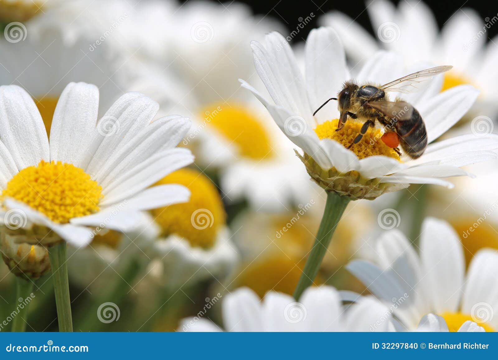 Ape Sulla Margherita Dei Campi Fotografia Stock - Immagine di verde ...
