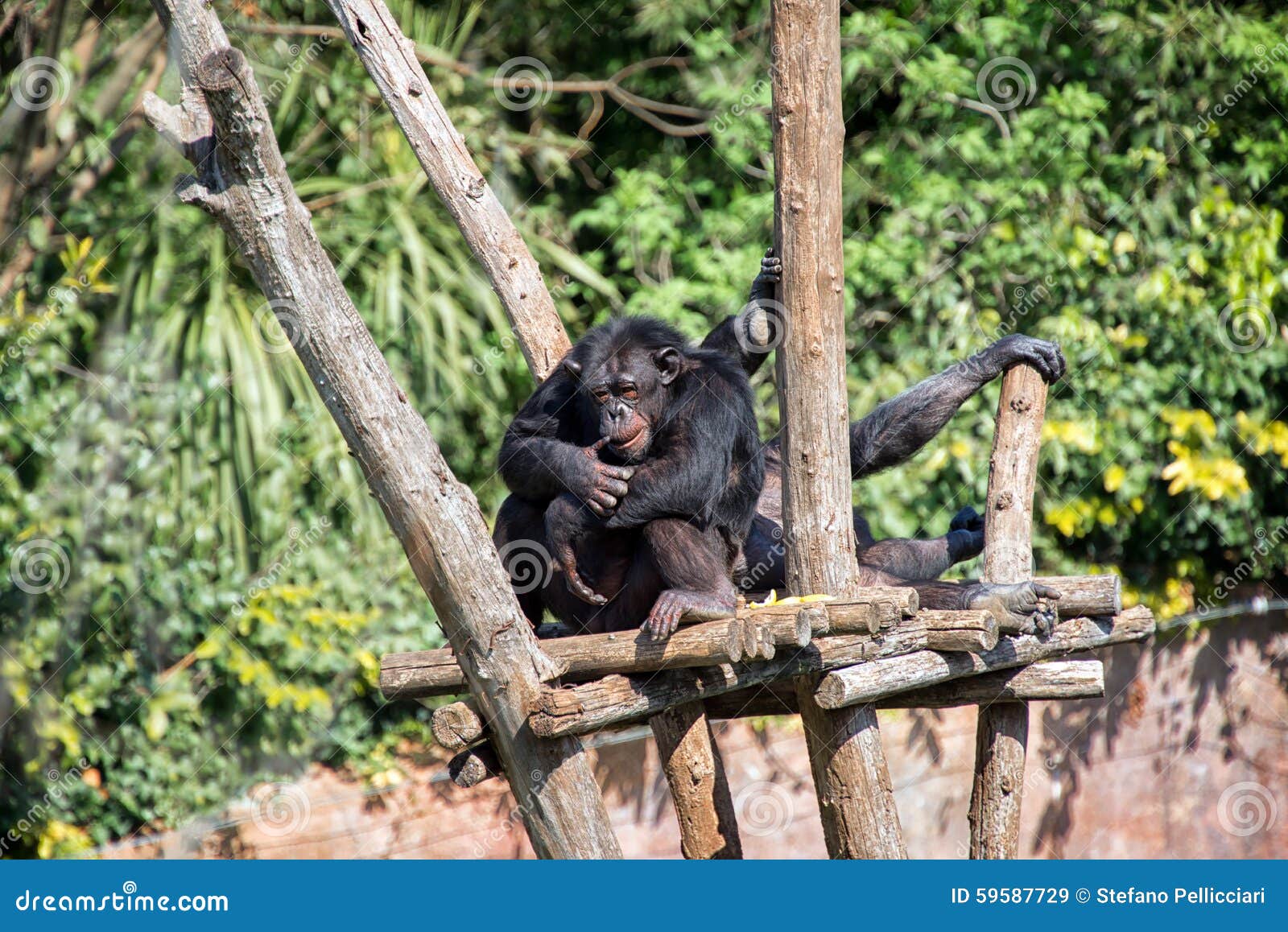Ape thinking stock image. Image of gorilla, wildlife - 59587729