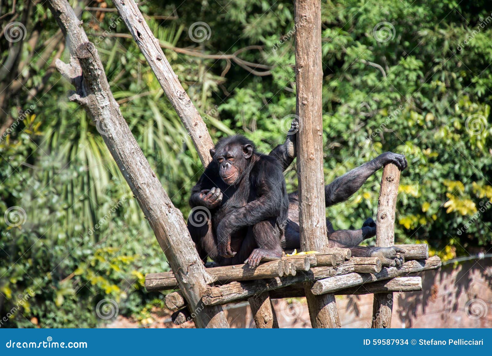 Ape thinking stock photo. Image of nature, wild, captivity - 59587934