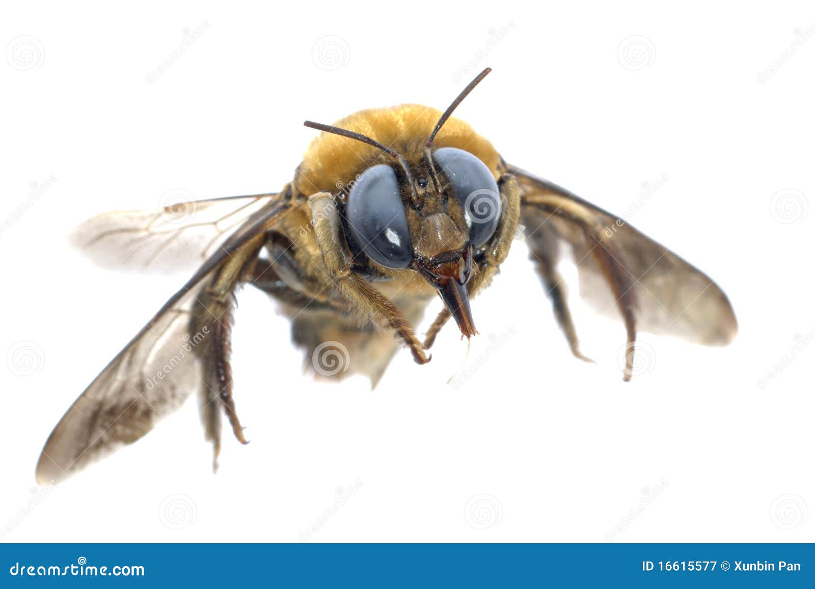 Ape umile dell'insetto immagine stock. Immagine di sbavatura - 16615577