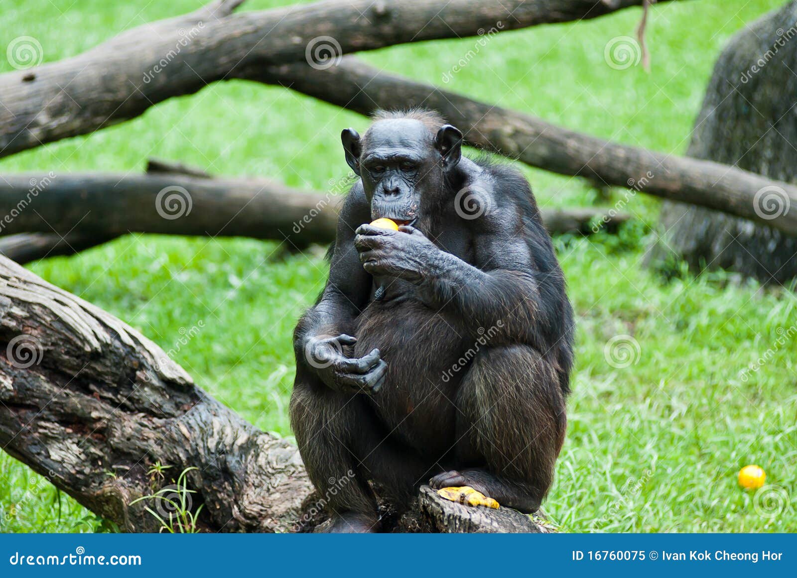 An Ape Up Close stock image. Image of monkey, captive - 16760075