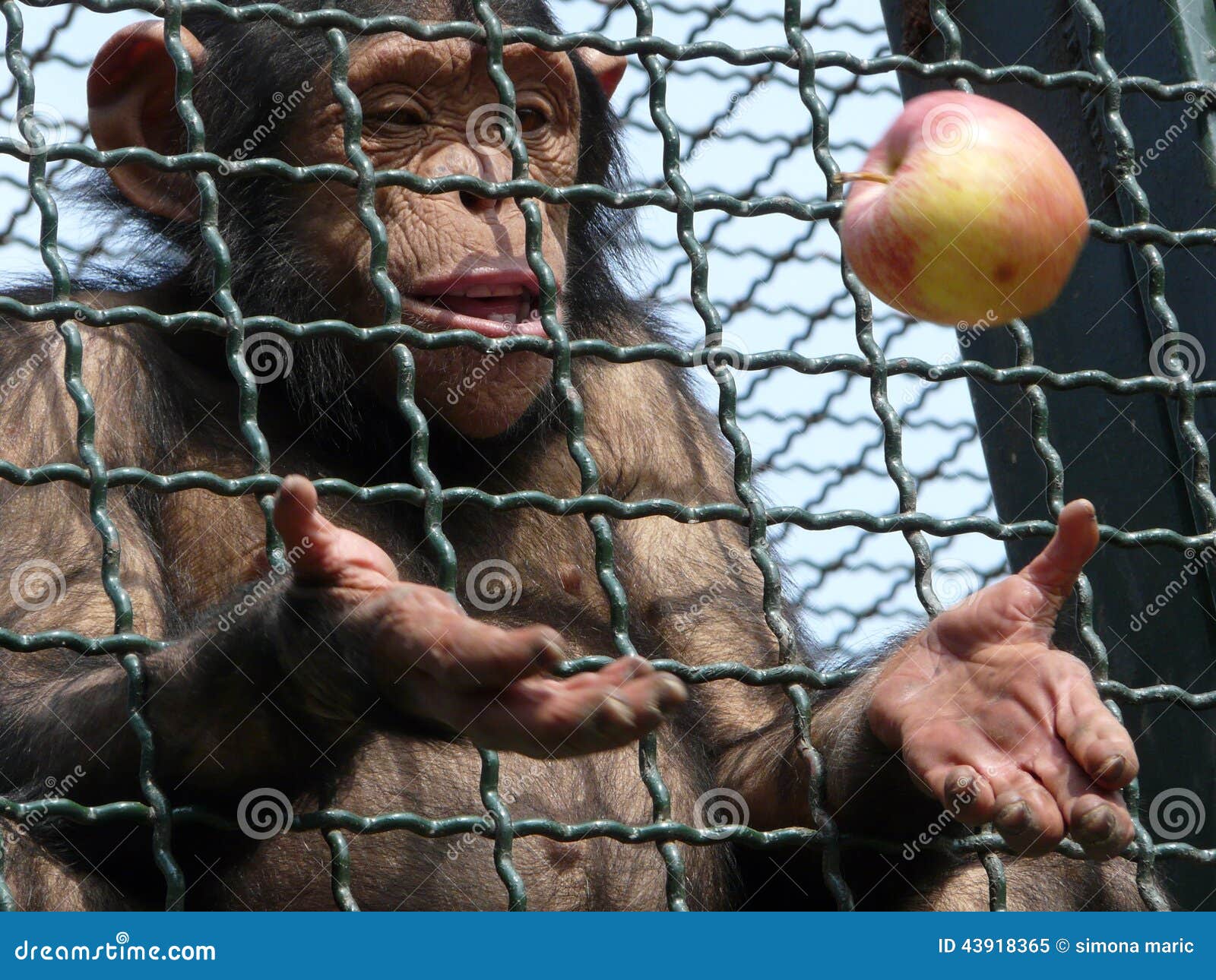 Ape stock image. Image of bars, animal, outdoor, hands - 43918365