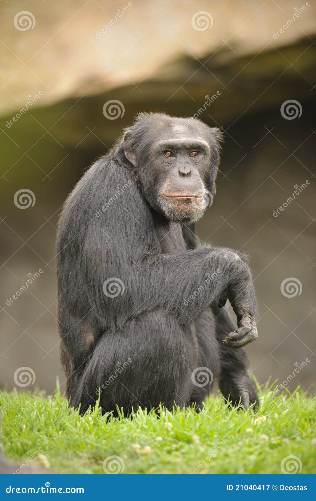Ape at the zoo stock image. Image of primate, outside - 21040417