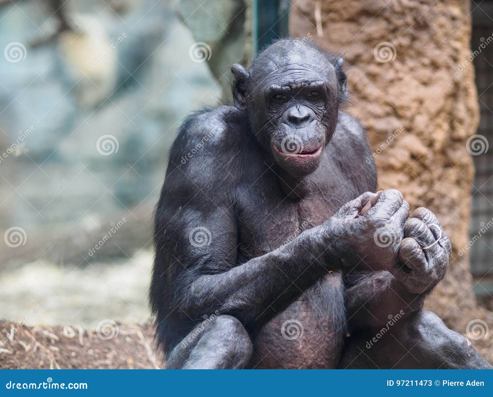Ape in zoo stock image. Image of bonobo, chimpanzee, expression - 97211473