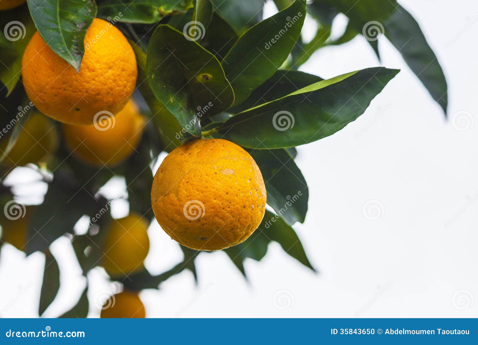 Apelsin arkivfoto. Bild av fruktsaft, dungar, citrusfrukter - 35843650