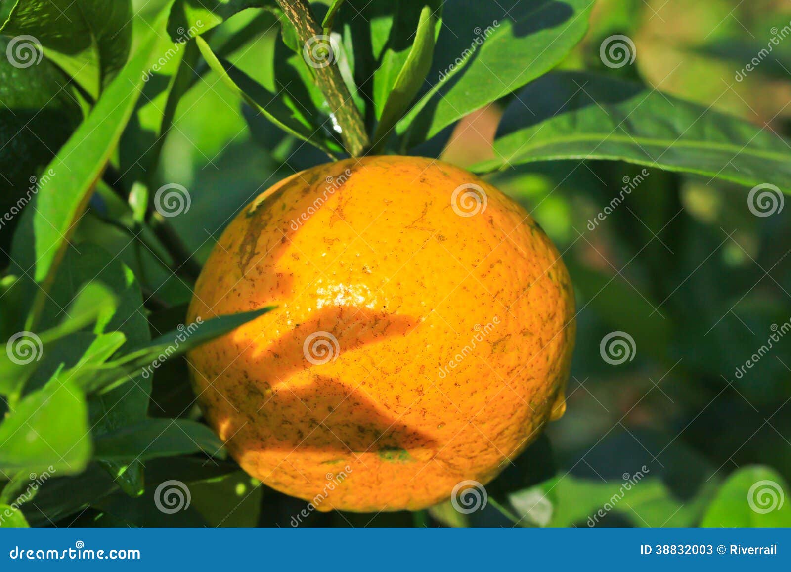 Apelsin fotografering för bildbyråer. Bild av jordbruk - 38832003