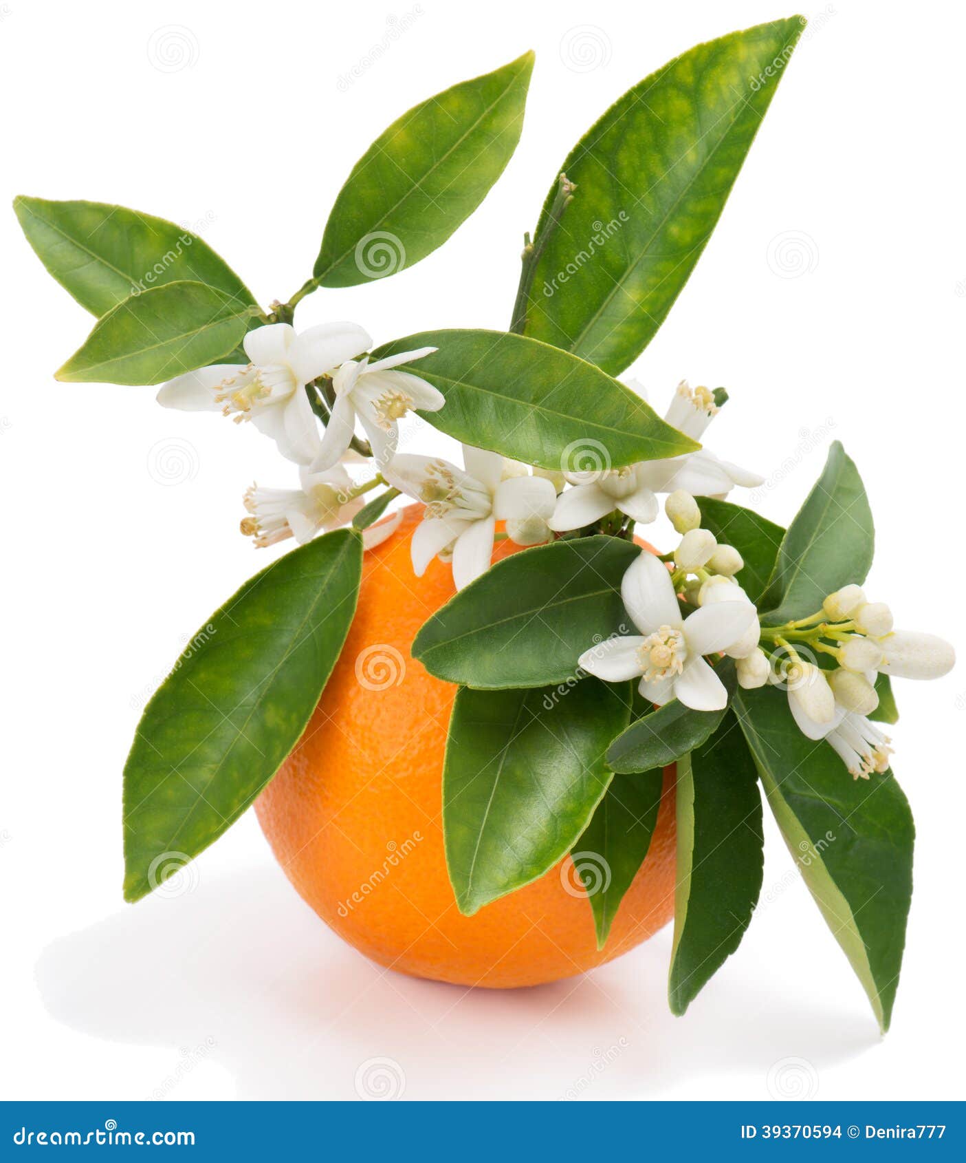 Apelsin med blommor arkivfoto. Bild av studio, frukt - 39370594