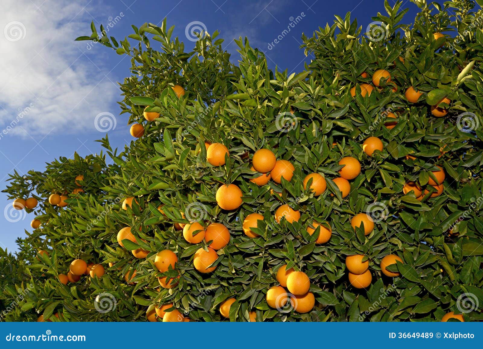 Apelsin-träd fotografering för bildbyråer. Bild av färgrikt - 36649489