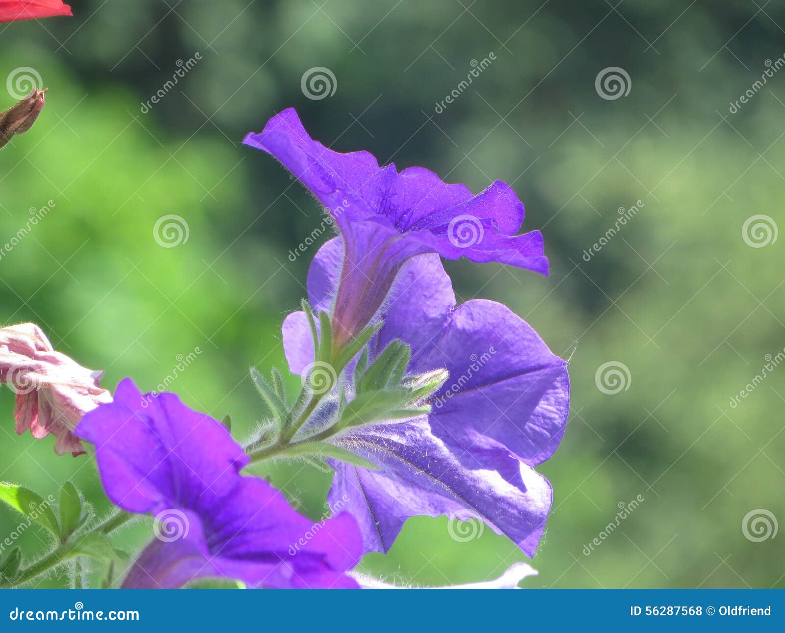 Apenas una flor perfecta foto de archivo. Imagen de agradable - 56287568
