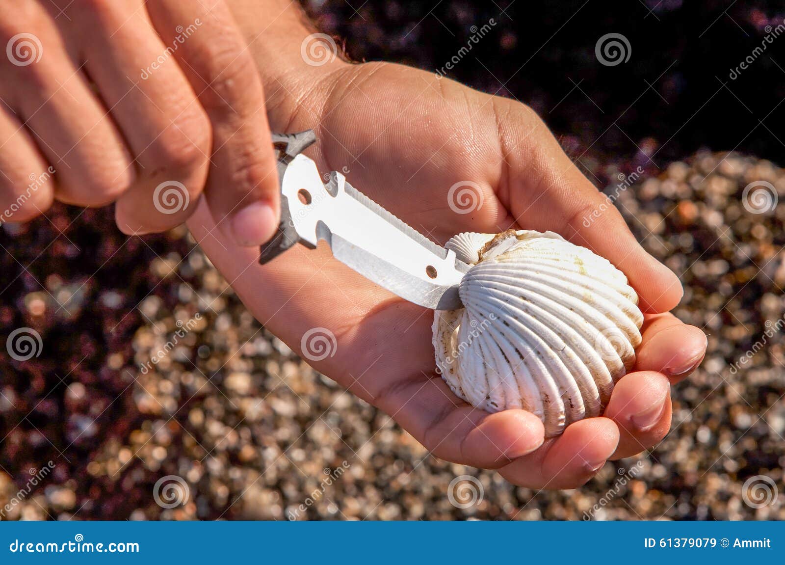Apertura de una ostra imagen de archivo. Imagen de animal - 61379079