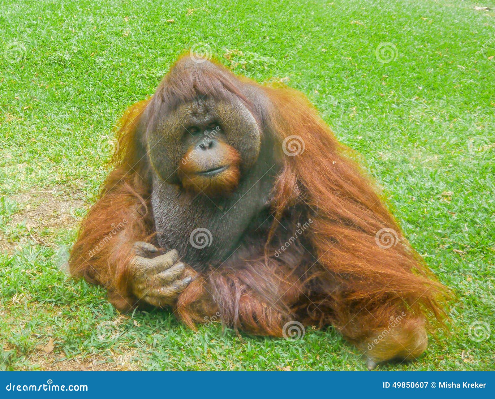 Apes on the grass stock image. Image of sitting, gorilla - 49850607