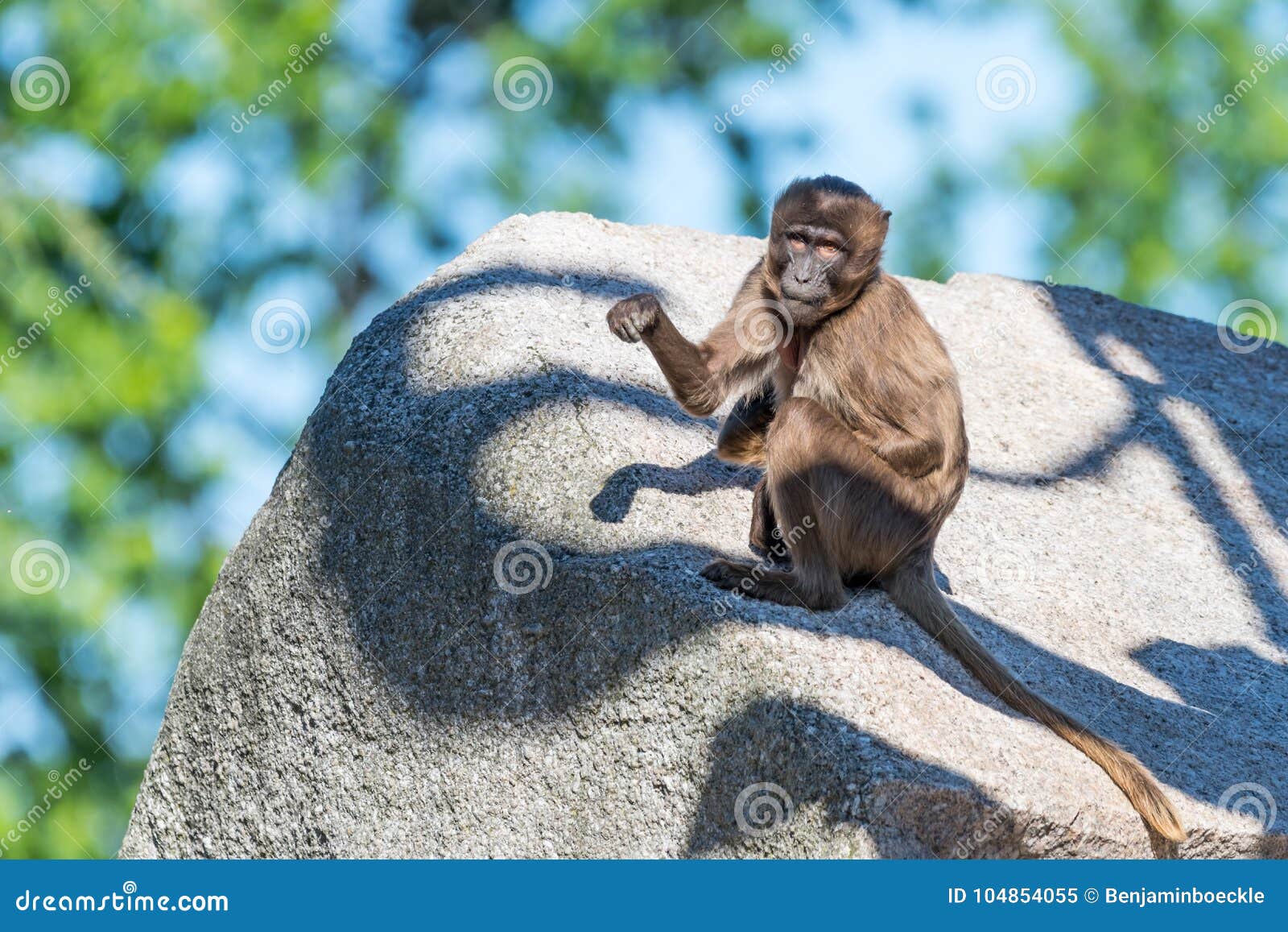 Apes Interacting with Group Members Stock Image - Image of good ...