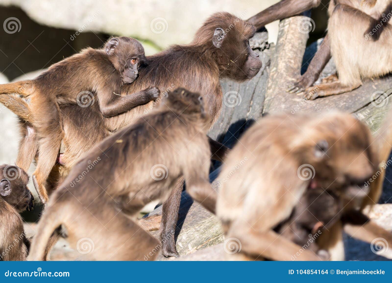 Apes Interacting with Group Members Stock Photo - Image of committee ...