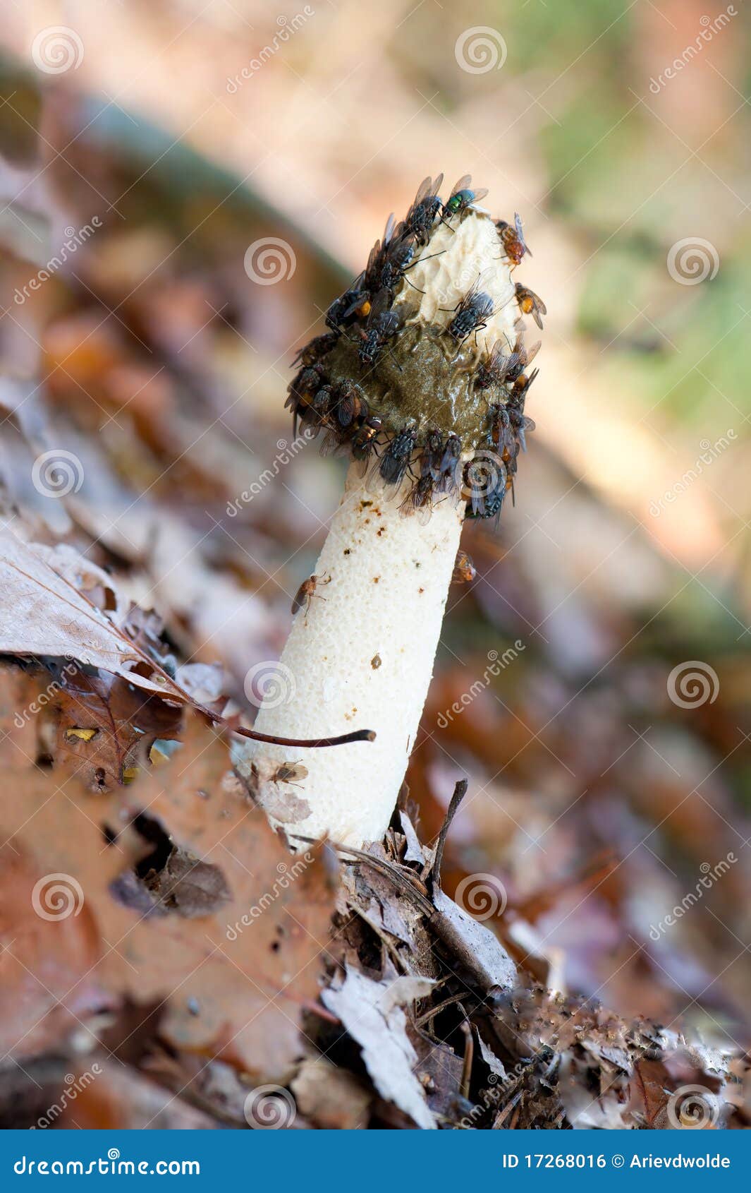 Apestar-claxon Con Los Flys Foto de archivo - Imagen de hedor, seta ...