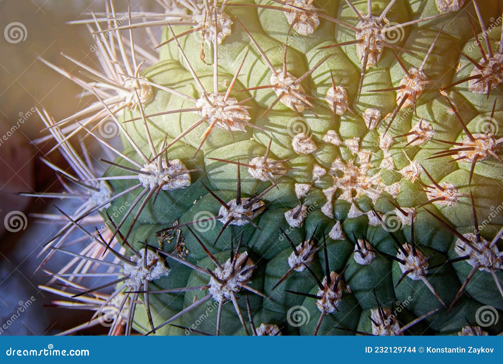 Apex of the Cactus in the Rays of Sunlight. Top View of the Prickly ...