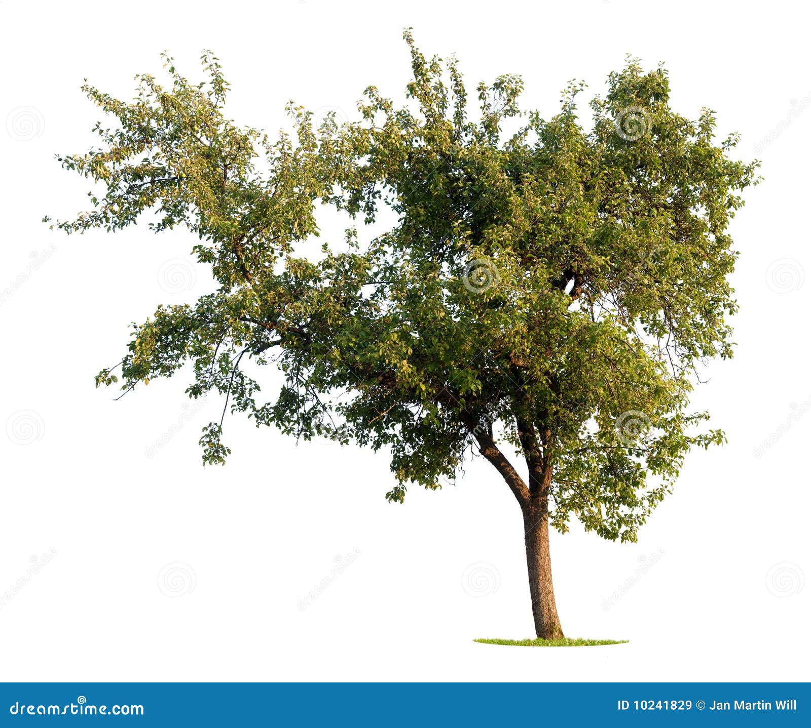 Apfelbaum stockbild. Bild von hintergrund, baum, apfel - 10241829