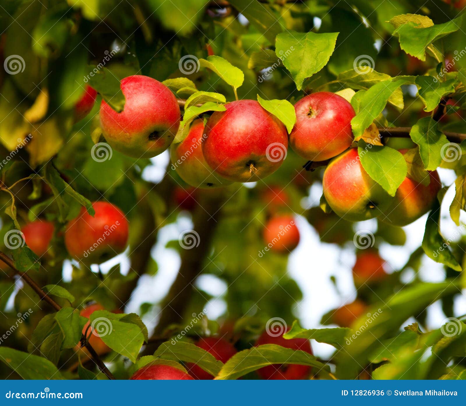 Apfelbaum stockfoto. Bild von hintergrund, diät, laub - 12826936