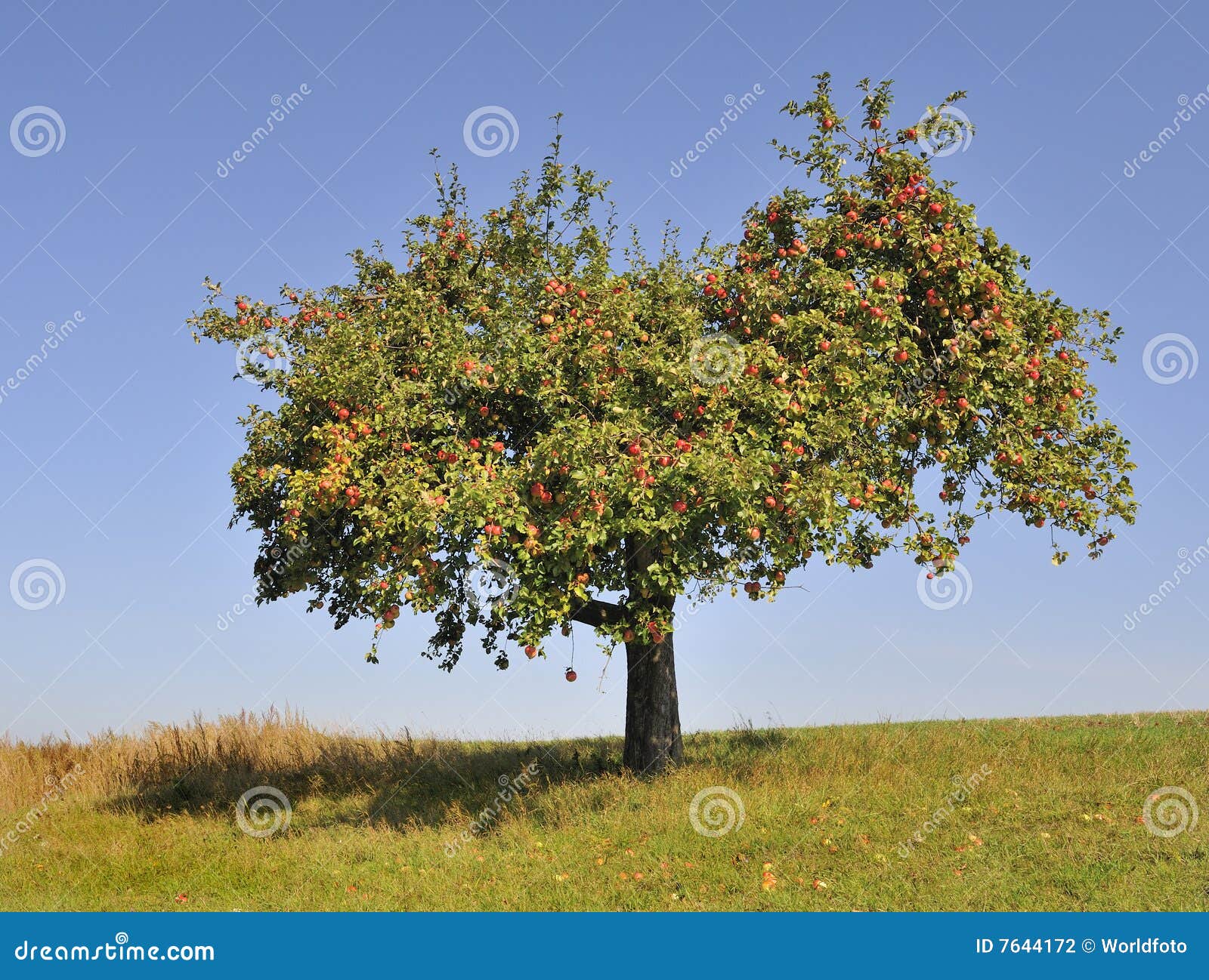 Apfelbaum stockfoto. Bild von sonnig, wolkenlos, blau - 7644172