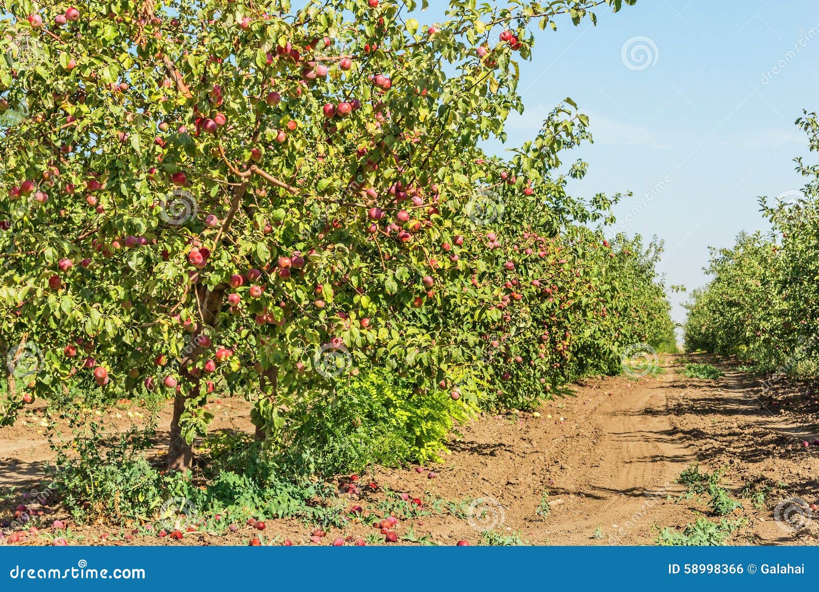 Apfelgarten mit Apfelernte stockfoto. Bild von frucht - 58998366