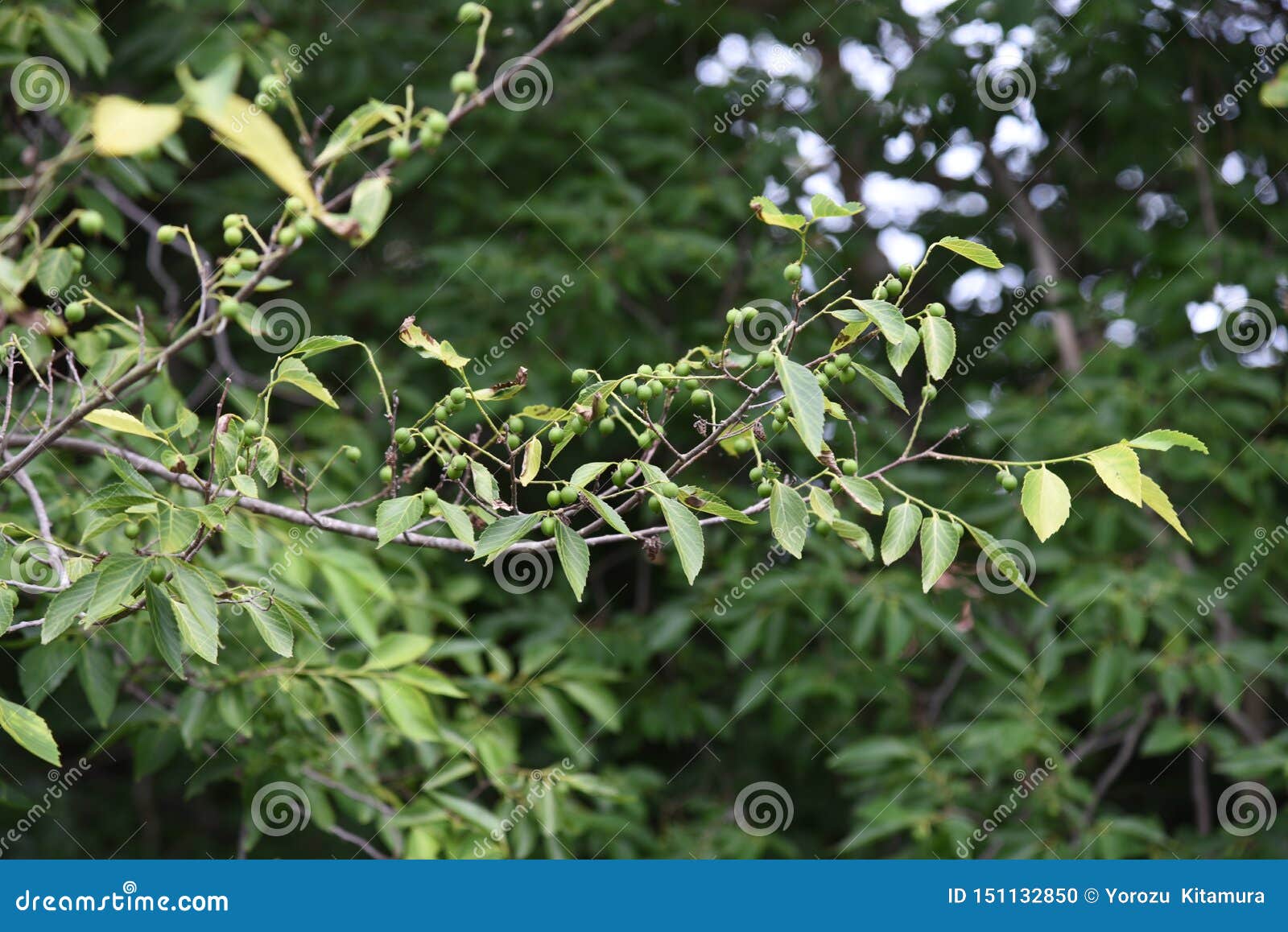 Aphananthe aspera stock photo. Image of attraction, deciduous - 151132850