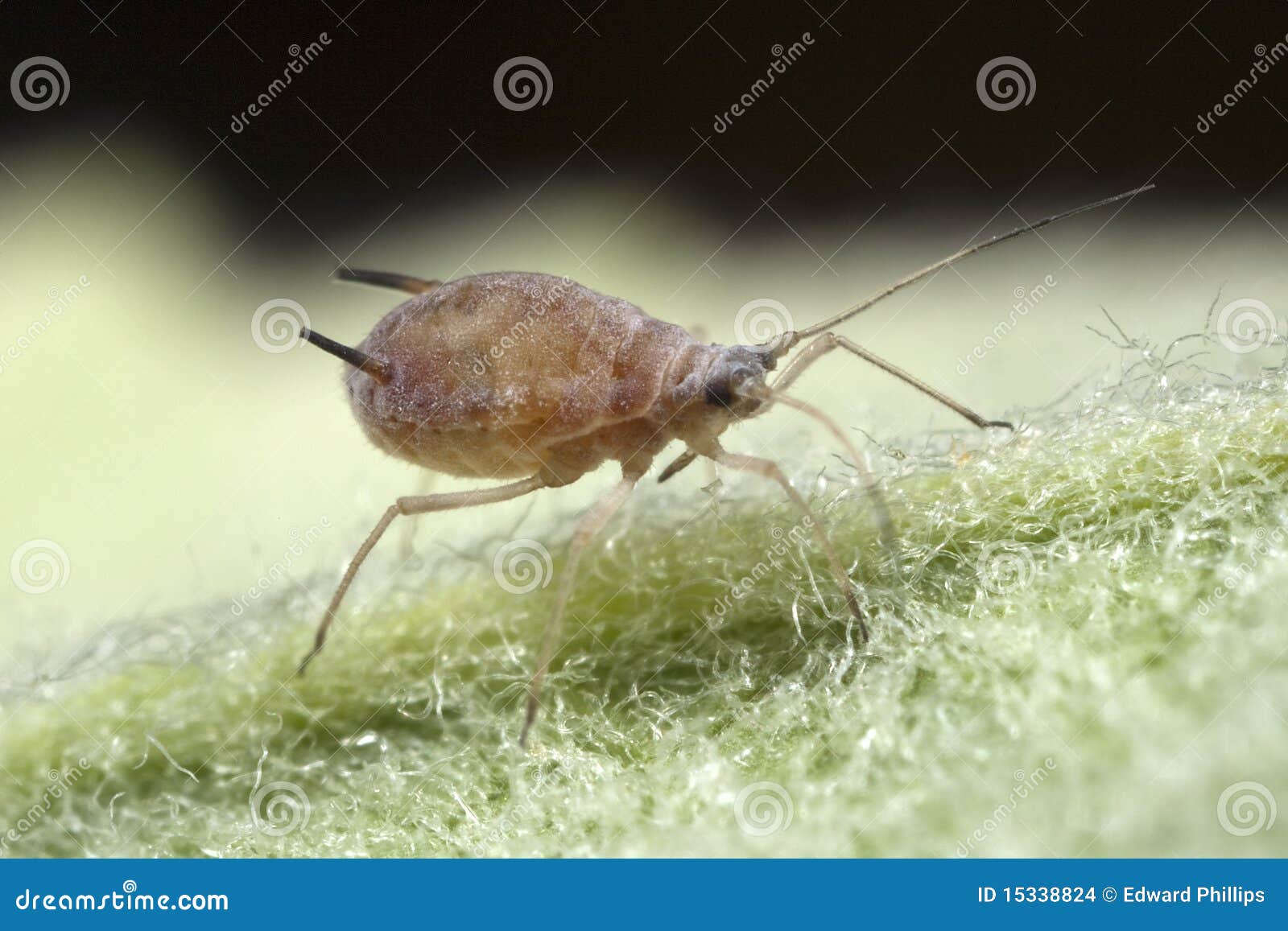 Aphid stock photo. Image of greenfly, close, ultra, closeup - 15338824