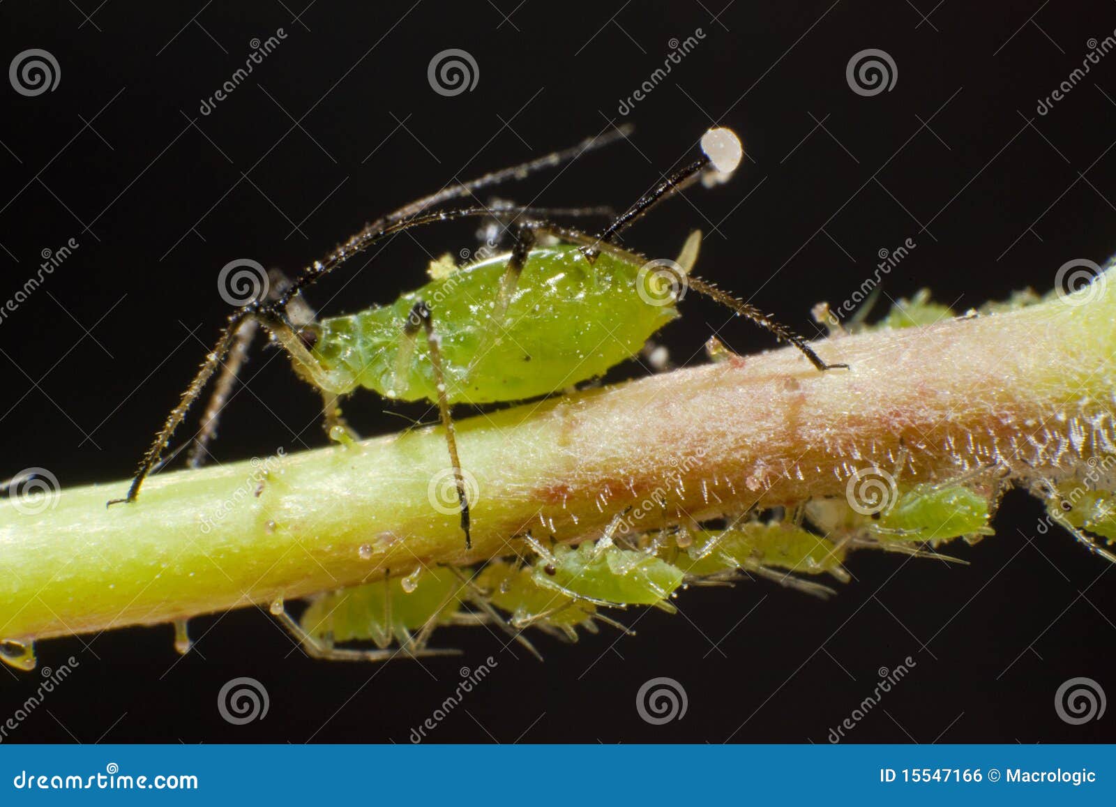 Aphid stock photo. Image of macro, insect, garden, micro - 15547166