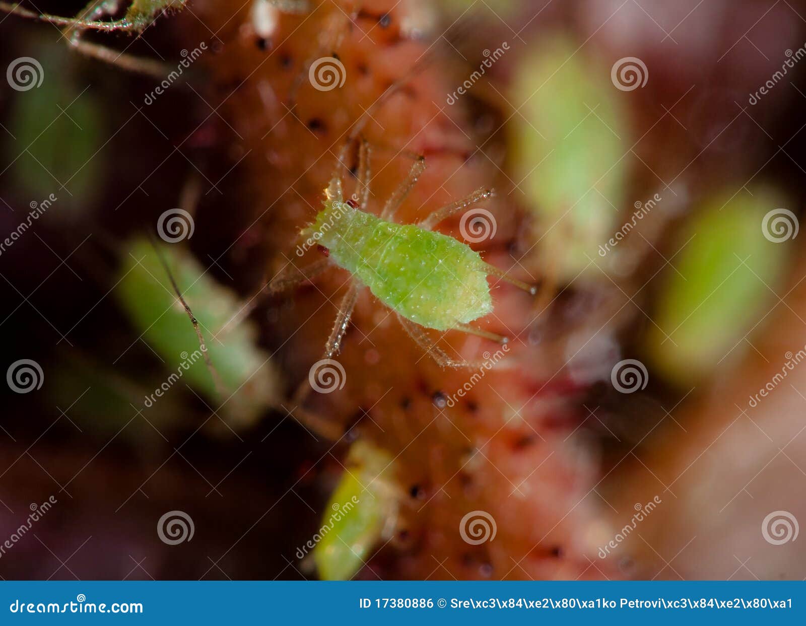 Aphid stock photo. Image of nature, animal, macro, louse - 17380886