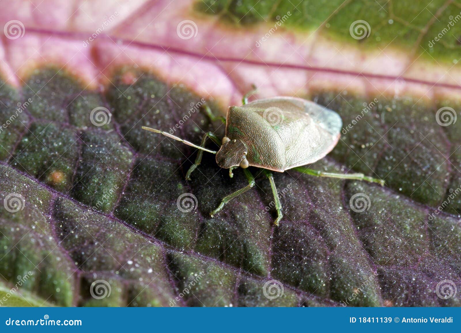 Aphid stock image. Image of bedbug, hemipterous, plaque - 18411139