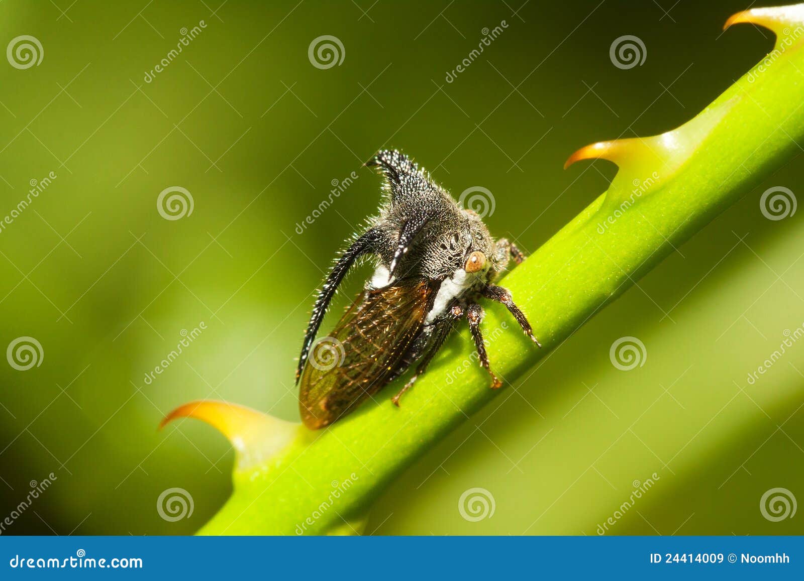 Aphid stock image. Image of aphid, environment, aphididae - 24414009