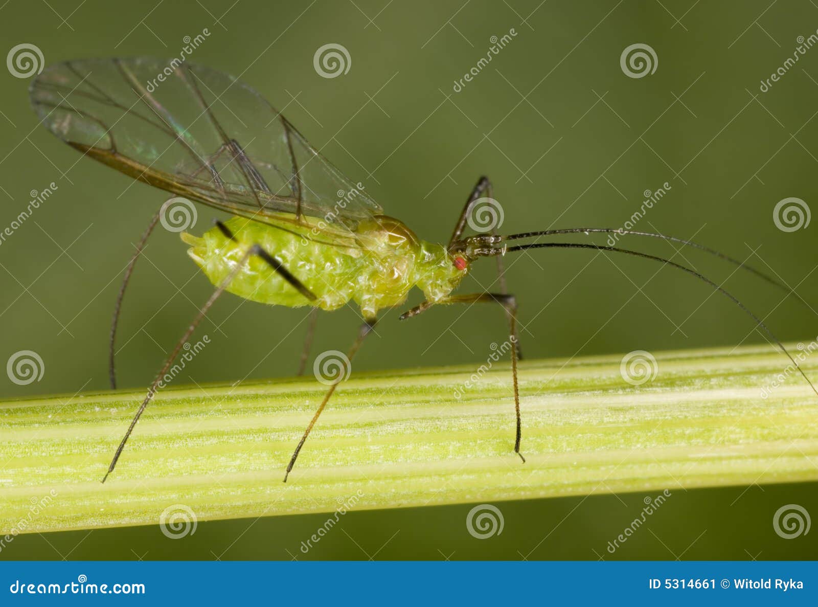 Aphid stock image. Image of honeydew, green, insect, antenna - 5314661