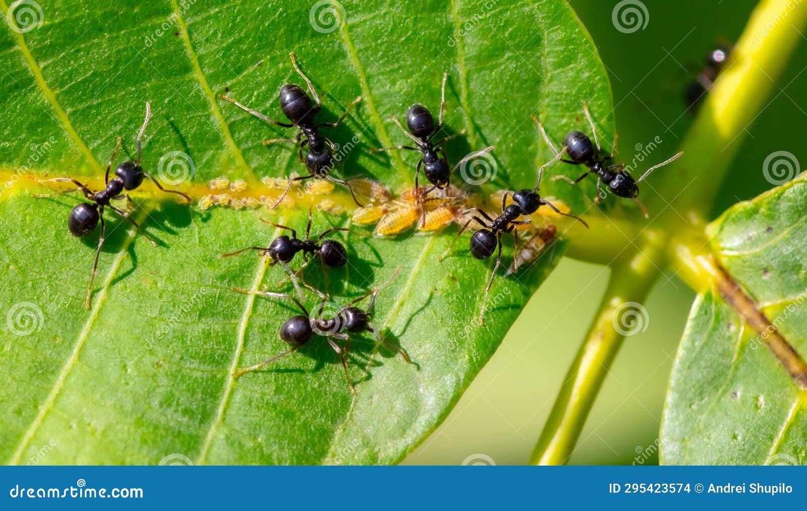 Aphid Ants on a Green Leaf of a Tree. Macro Stock Photo - Image of ...