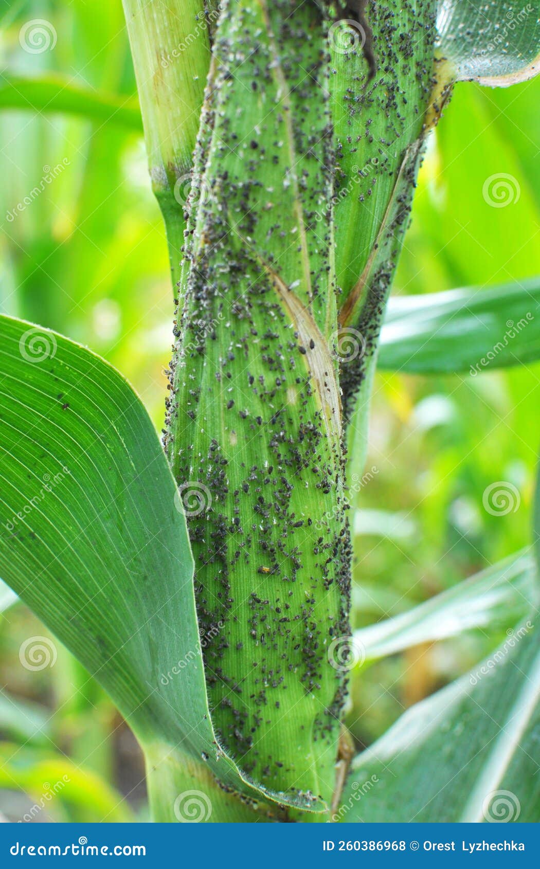 Aphid Aphidoidea on a Green Cob of Corn Stock Photo - Image of ...