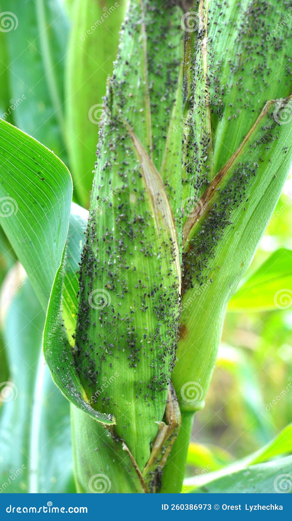 Aphid Aphidoidea on a Green Cob of Corn Stock Image - Image of macro ...