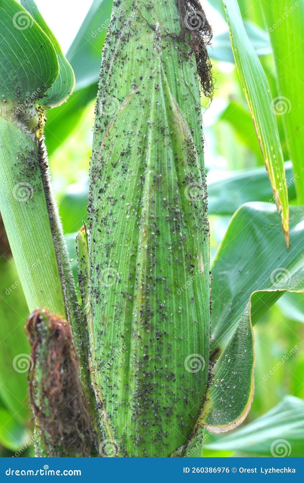 Aphid Aphidoidea on a Green Cob of Corn Stock Photo - Image of bending ...