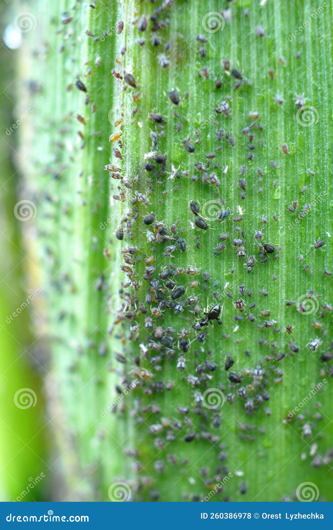 Aphid Aphidoidea on a Green Cob of Corn Stock Photo - Image of detail ...