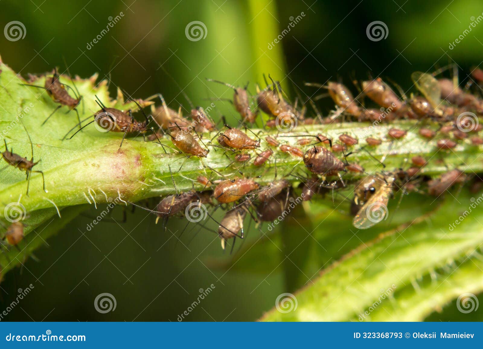 Aphid, Aphidoidea, on a Green Plant Stem Stock Image - Image of louse ...