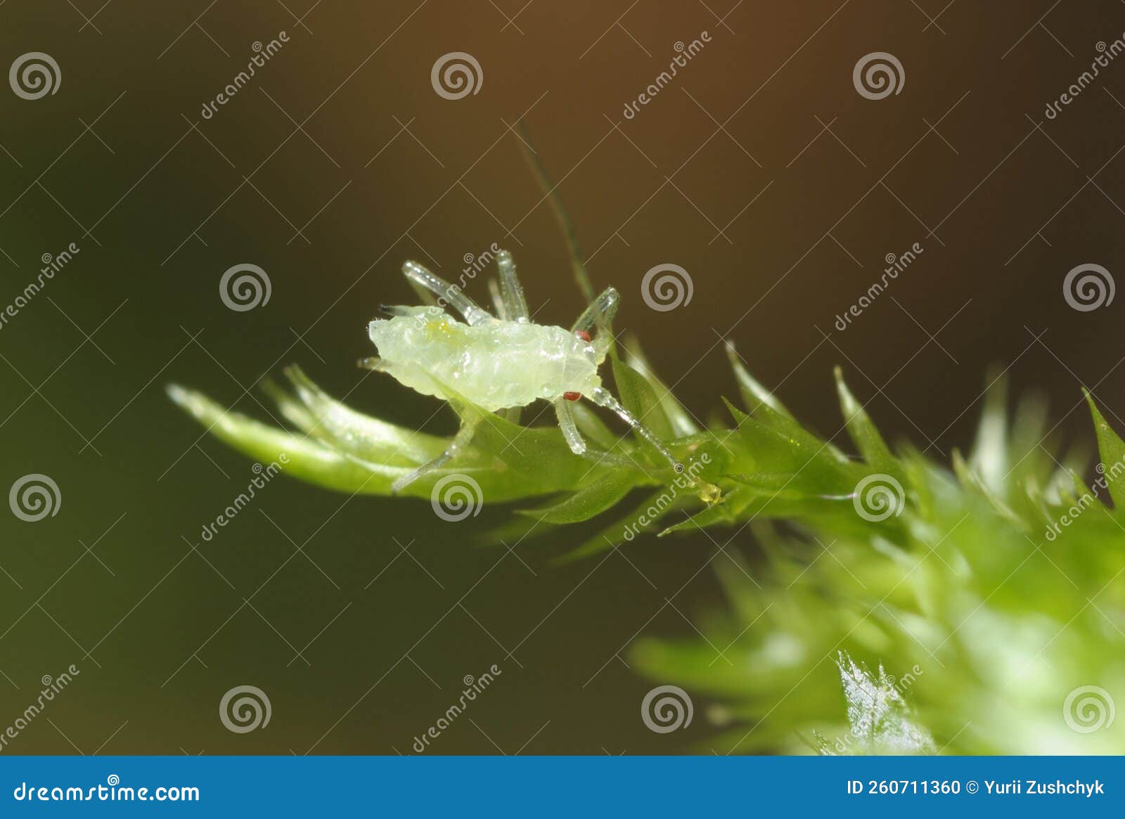 Aphid, Aphidoidea, Sitting on a Plant Stock Photo - Image of searching ...
