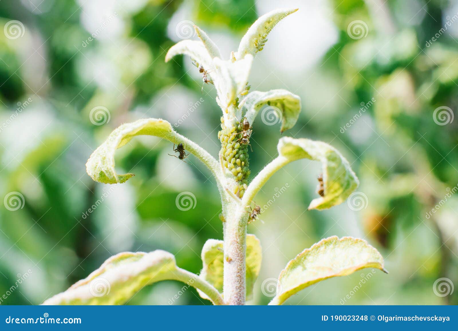 Aphid on an Apple Tree Branch, Selective Focus. Garden Pests Stock ...