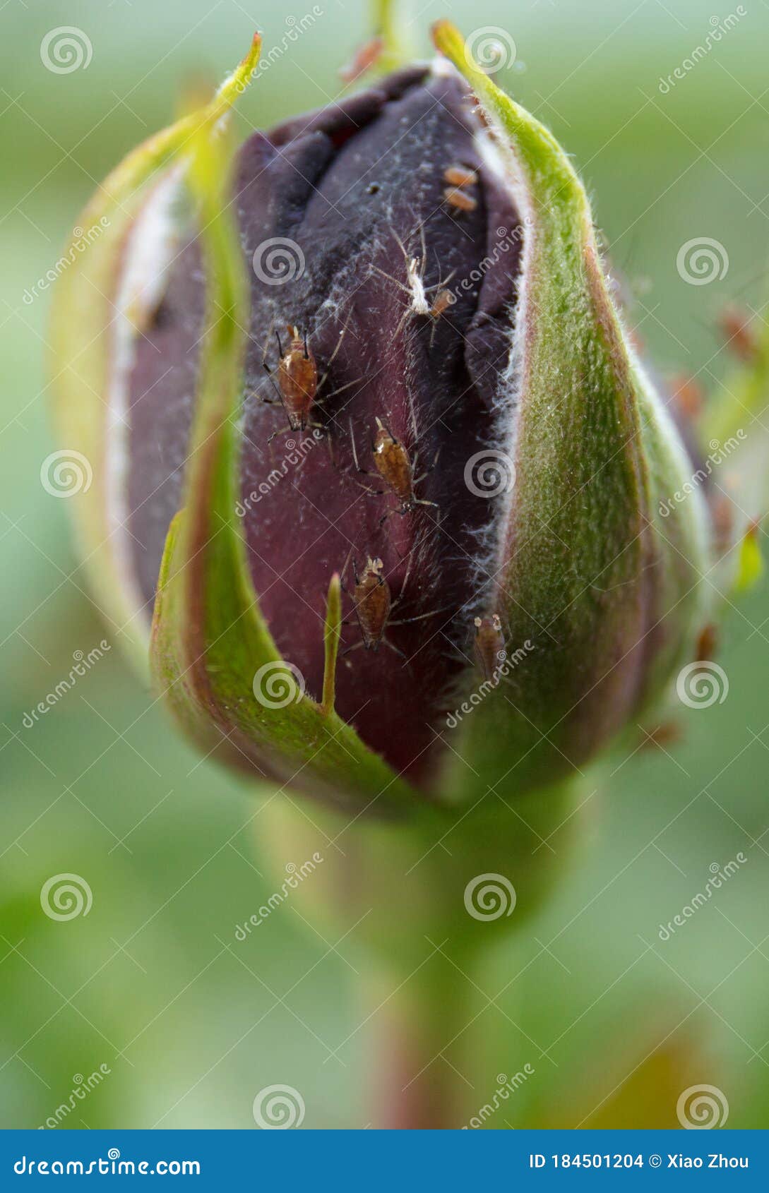Aphid bugs stock photo. Image of america, hair, oregon - 184501204