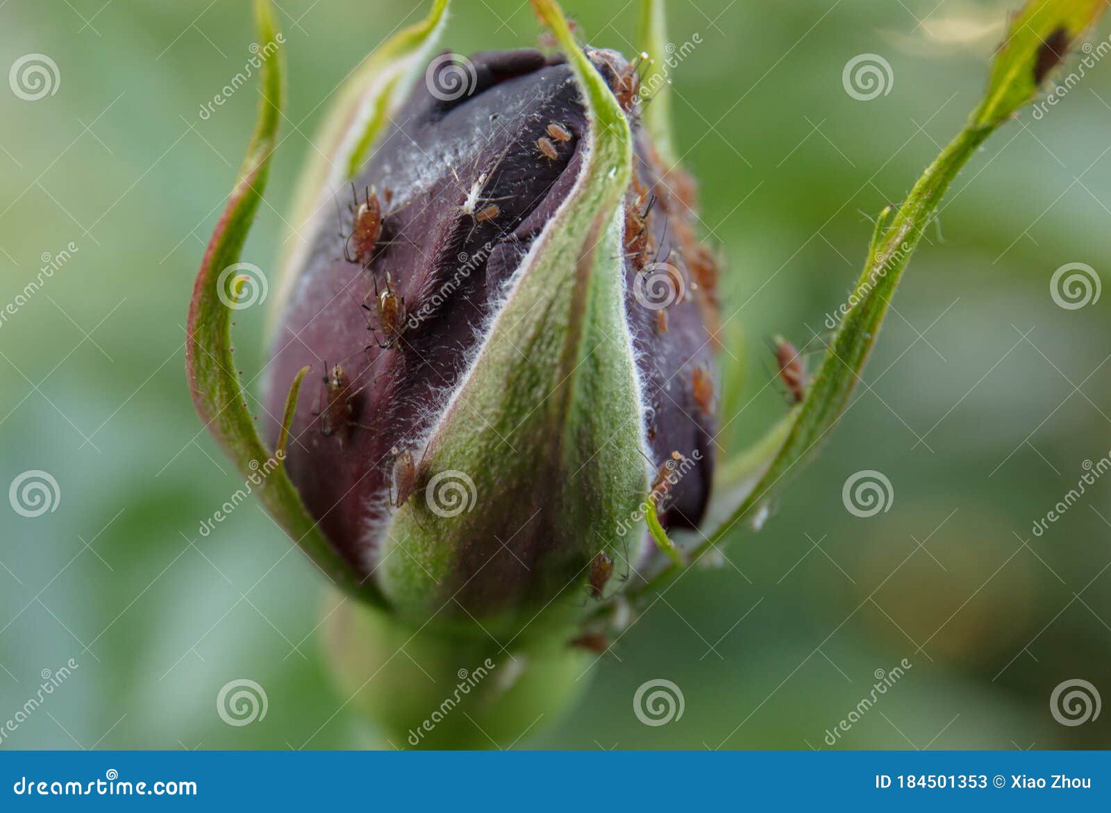 Aphid bugs stock image. Image of common, mollusk, hazard - 184501353