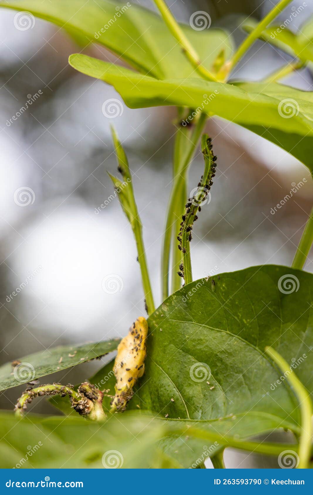 Aphid Bugs Infested Fresh Long Yard Bean in Garden Stock Photo - Image ...