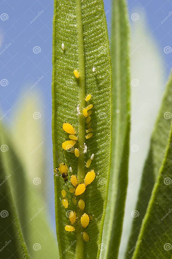 Aphid Bugs on Oleander Leaf Stock Image - Image of colony, leaf: 2228945