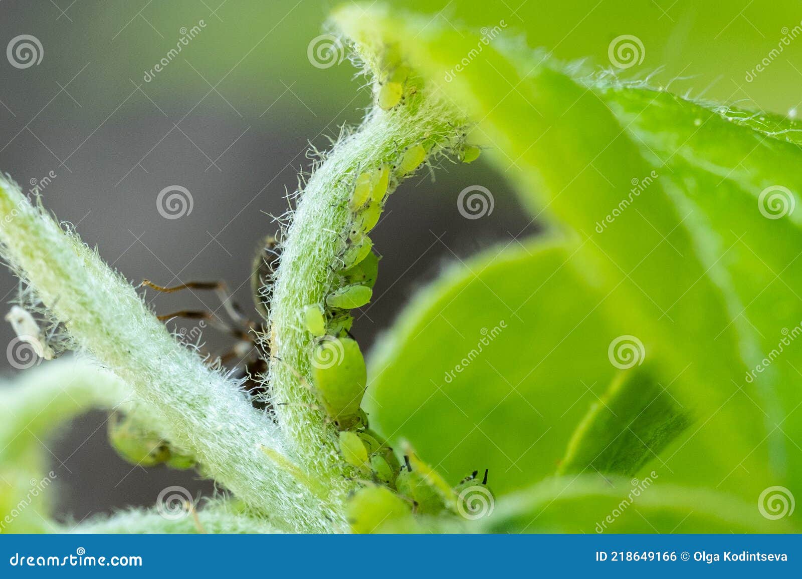 Aphids on a Leaf of an Apple Tree Stock Photo - Image of entomology ...