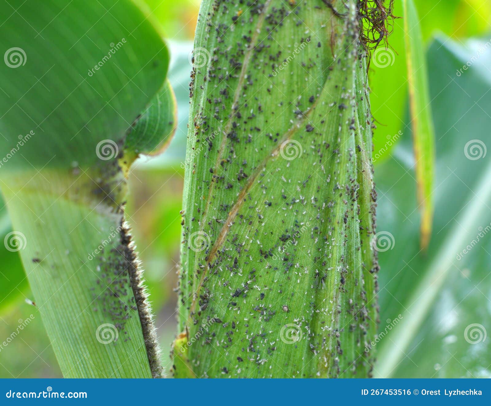 Aphid on a corn cob stock photo. Image of critters, leaf - 267453516