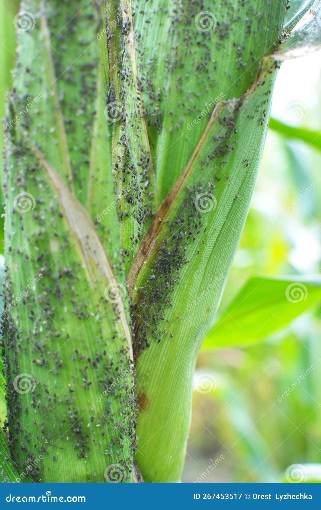 Aphid on a corn cob stock image. Image of crawling, aphids - 267453517