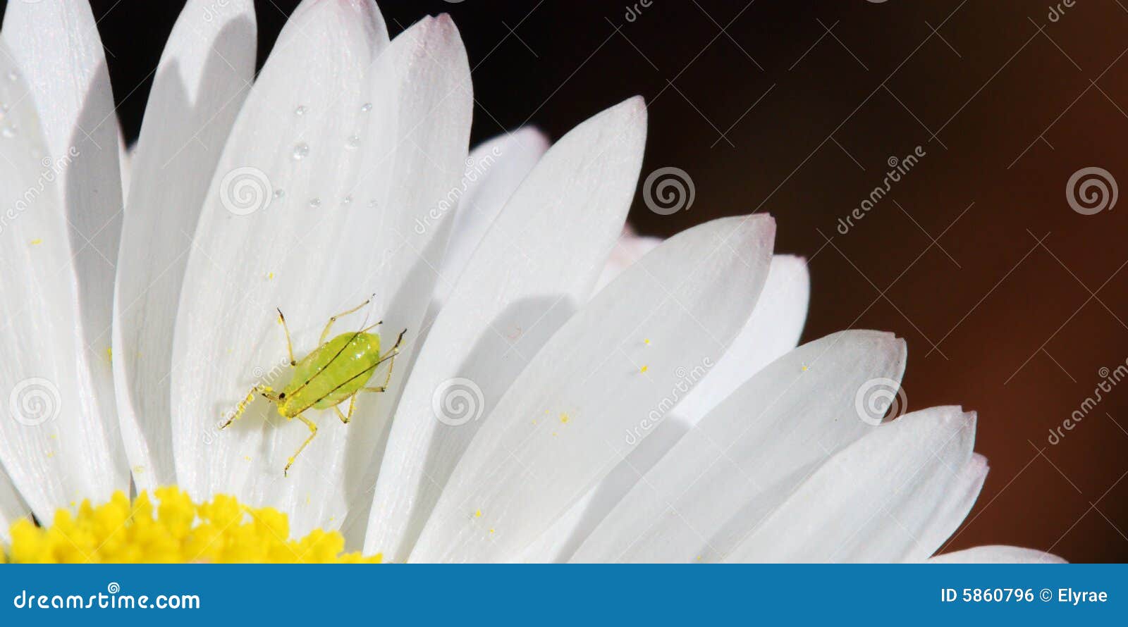 Aphid on Daisy Flower Petals Stock Photo - Image of details, animal ...