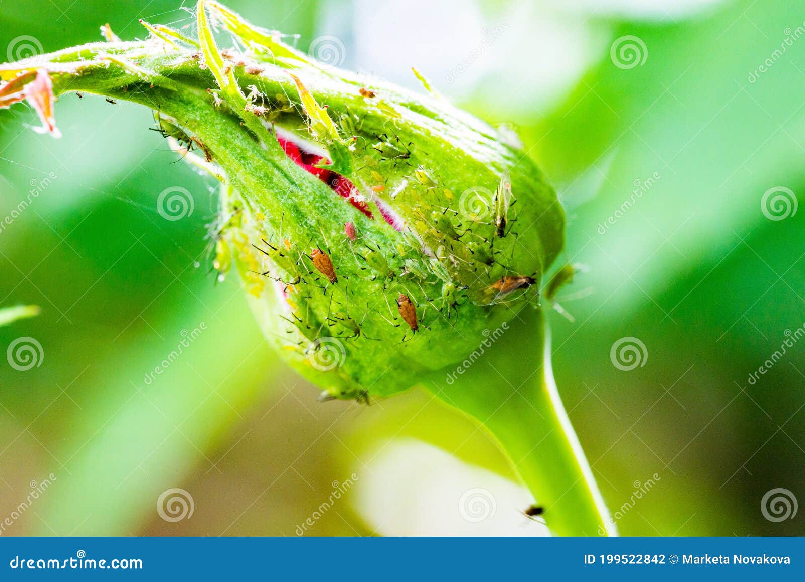 Aphid Devastating Flower of Red Rose Stock Photo - Image of plant ...